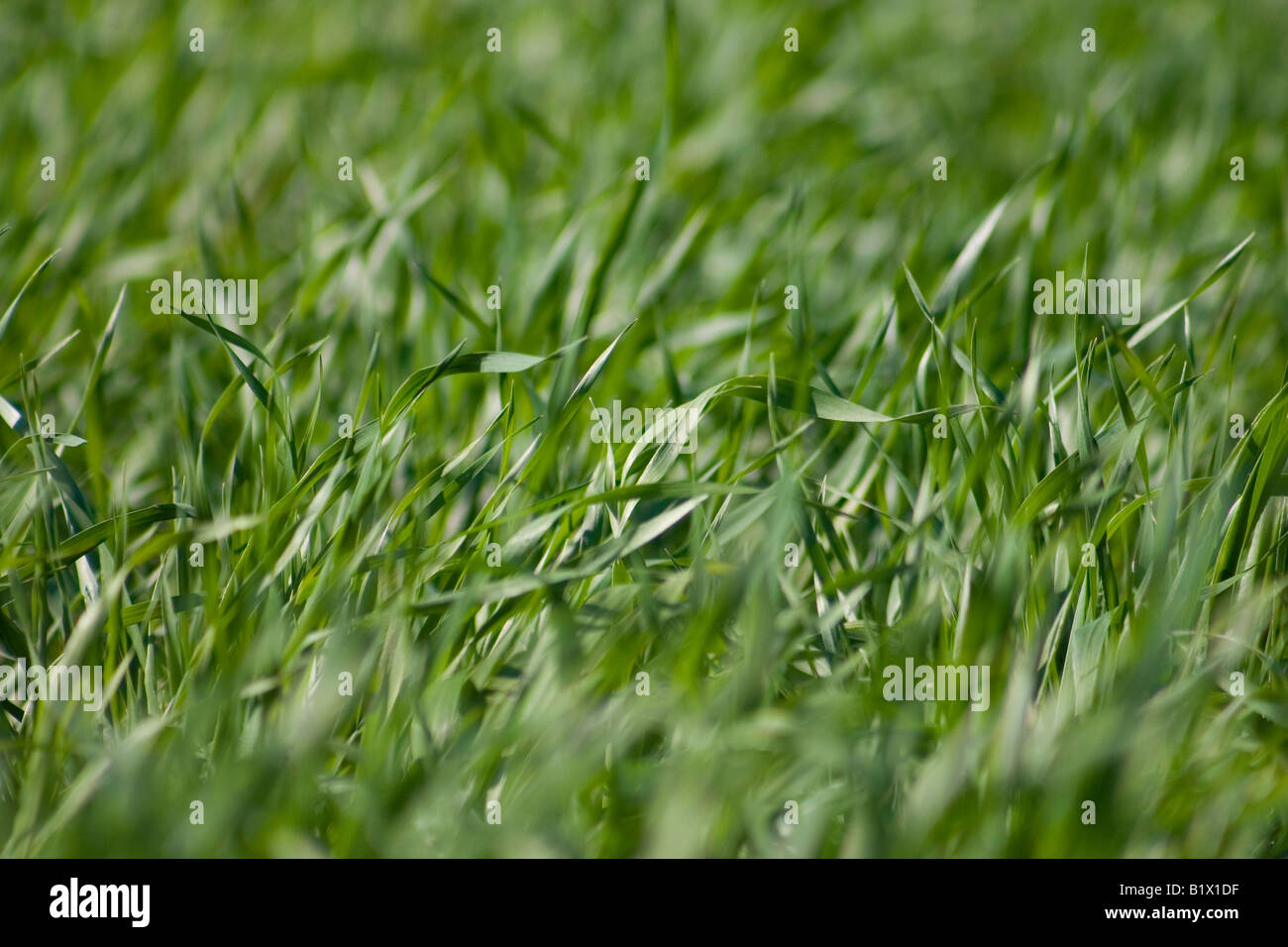 blades of wheat leaves growing in a field in Saskatchewan Stock Photo ...