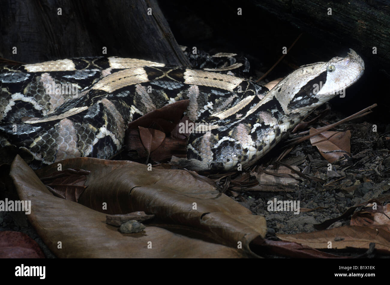 Gabon Viper (Bitis gabonica Stock Photo - Alamy