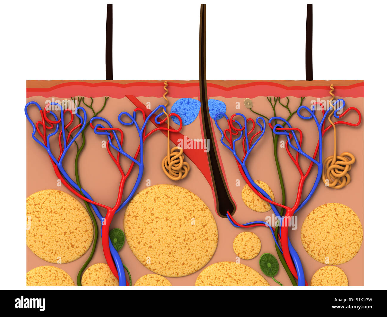 Human skin anatomy cross section hi-res stock photography and images ...