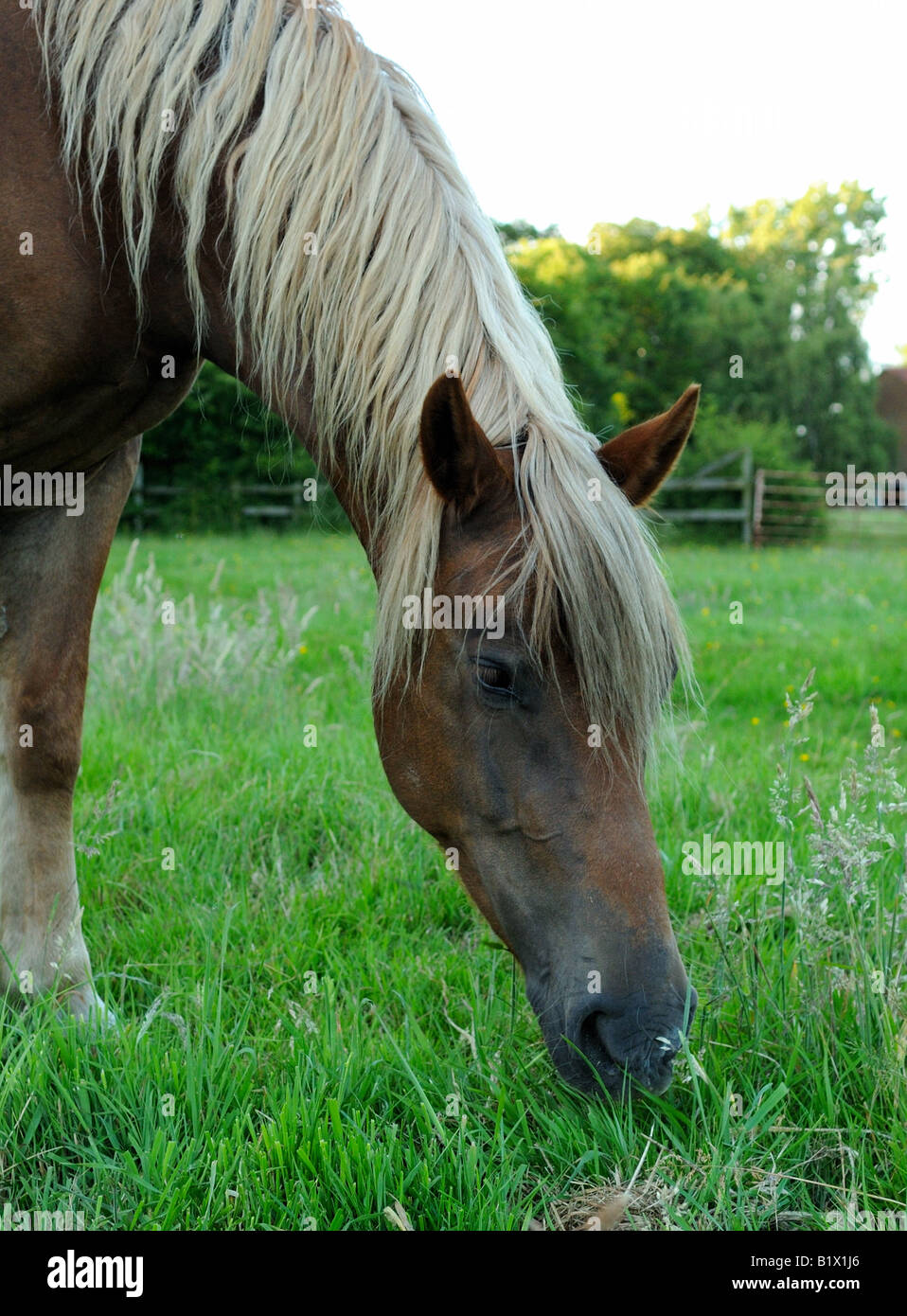 Beautiful Welsh cob horses enjoying the sunshine in the English ...