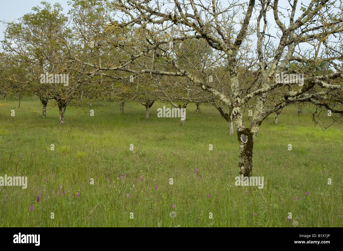 Caurs High Resolution Stock Photography and Images - Alamy
