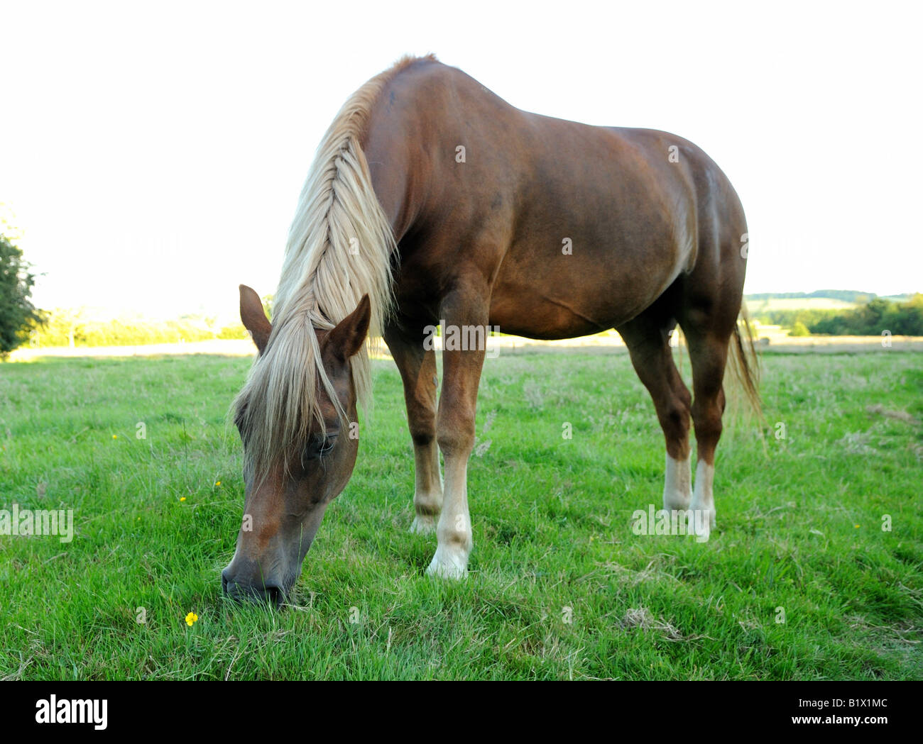 Beautiful Welsh cob horses enjoying the sunshine in the English ...