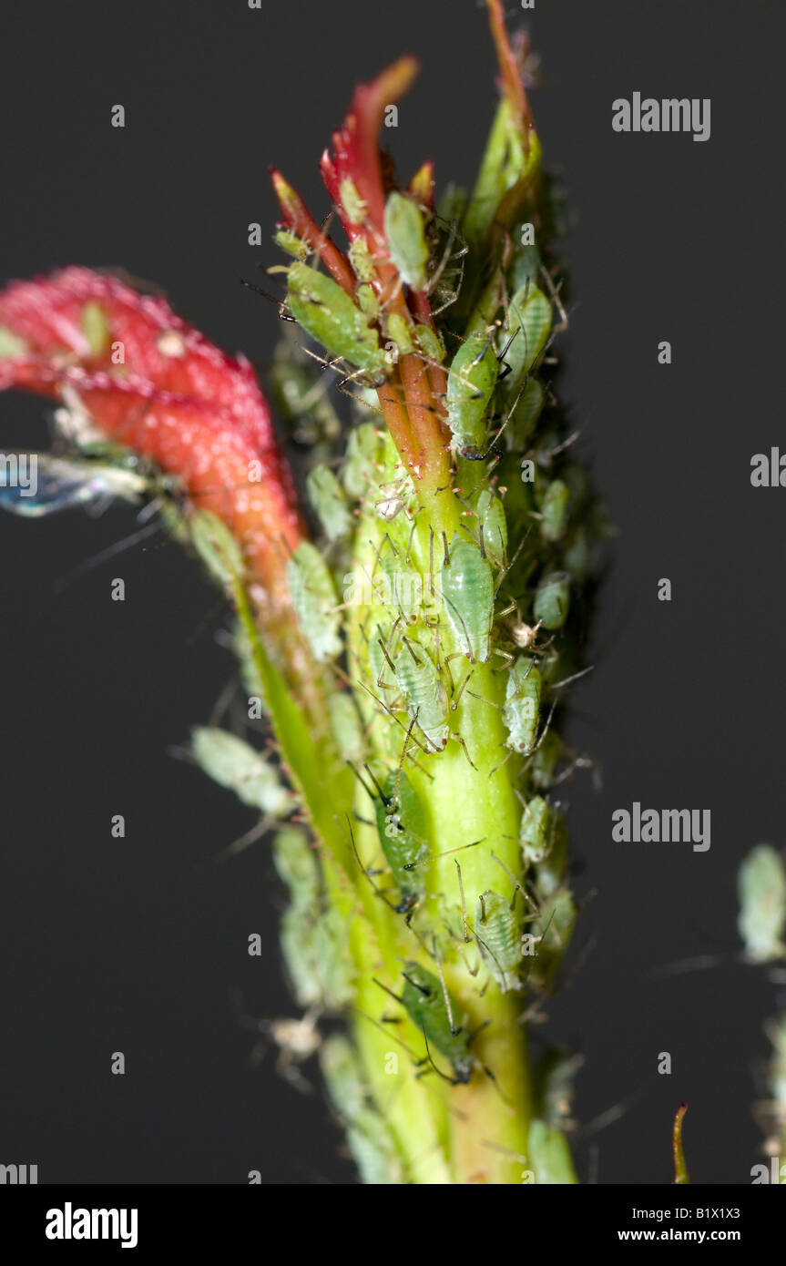 Rose aphids hi-res stock photography and images - Alamy