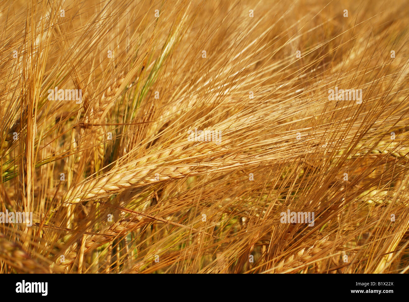 Yield of Wheat Stock Photo - Alamy