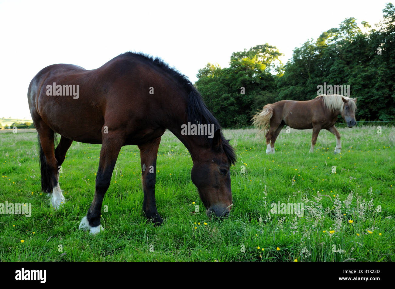 Beautiful Welsh cob horses enjoying the sunshine in the English ...
