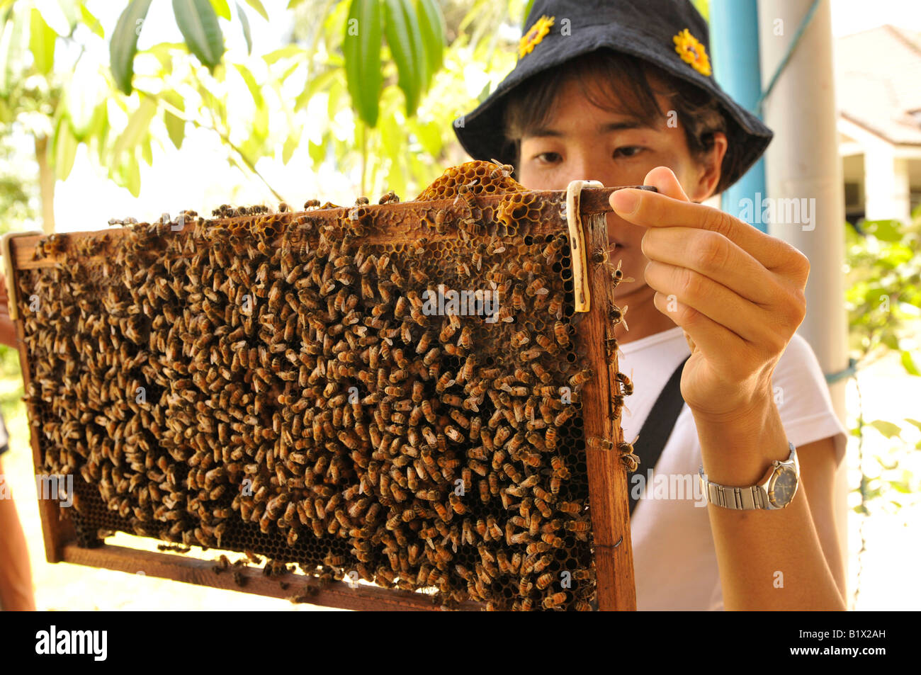 miss bangkok at her farm, collecting honey, rayong , thailand Stock ...