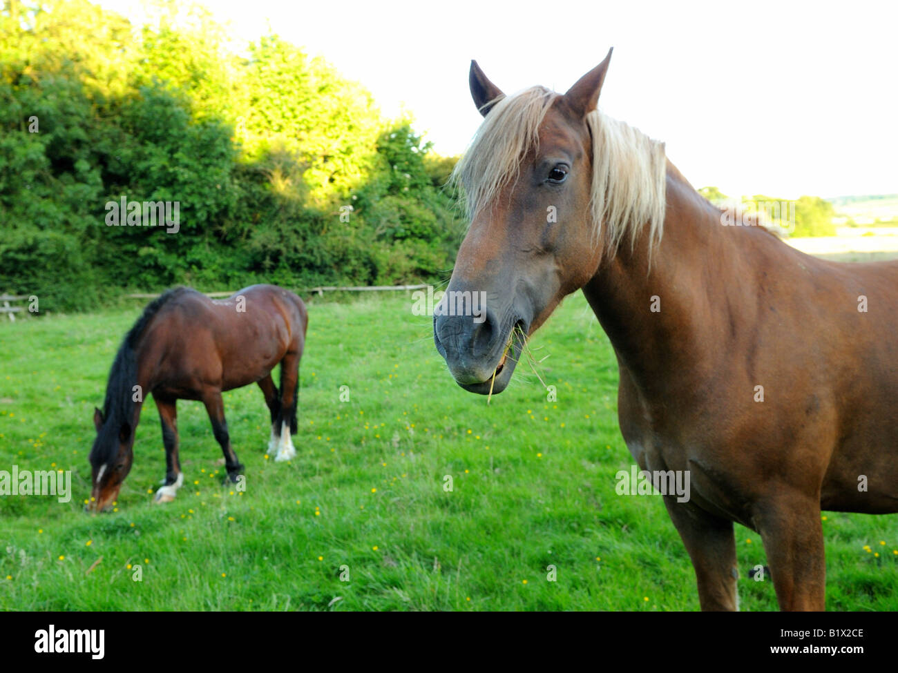 Beautiful Welsh cob horses enjoying the sunshine in the English ...