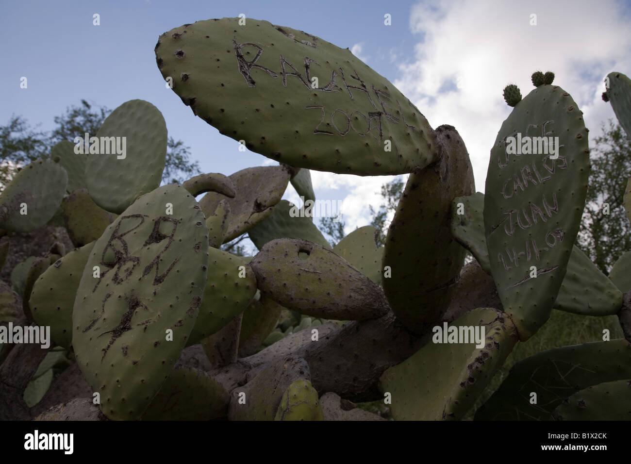 Cacti covered in graffiti, Andalucia, Spain Stock Photo - Alamy