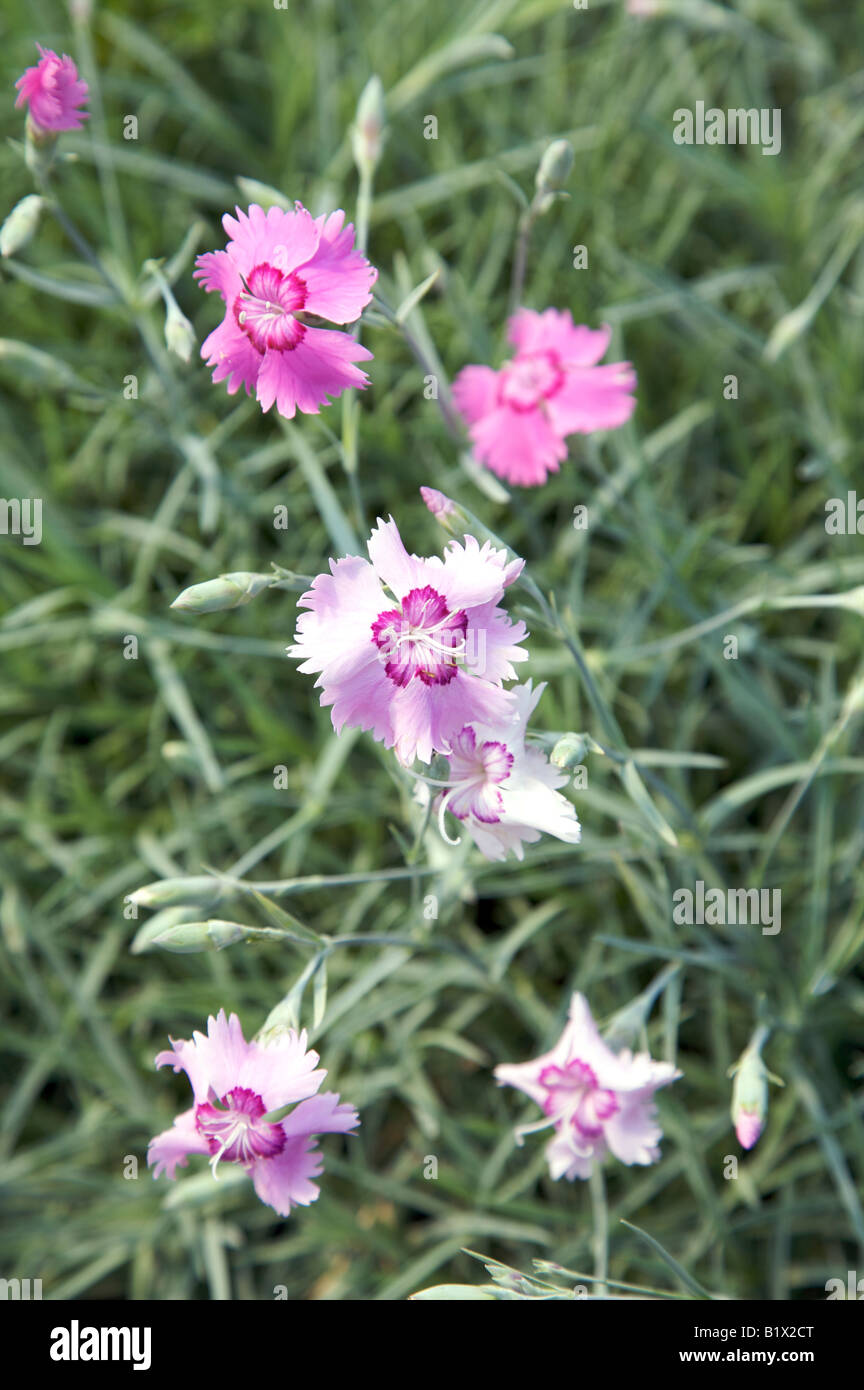 DIANTHUS LITTLE JOCK ALPINE PINK SHORT STEMMED MAROON EYED PALE PINK ...