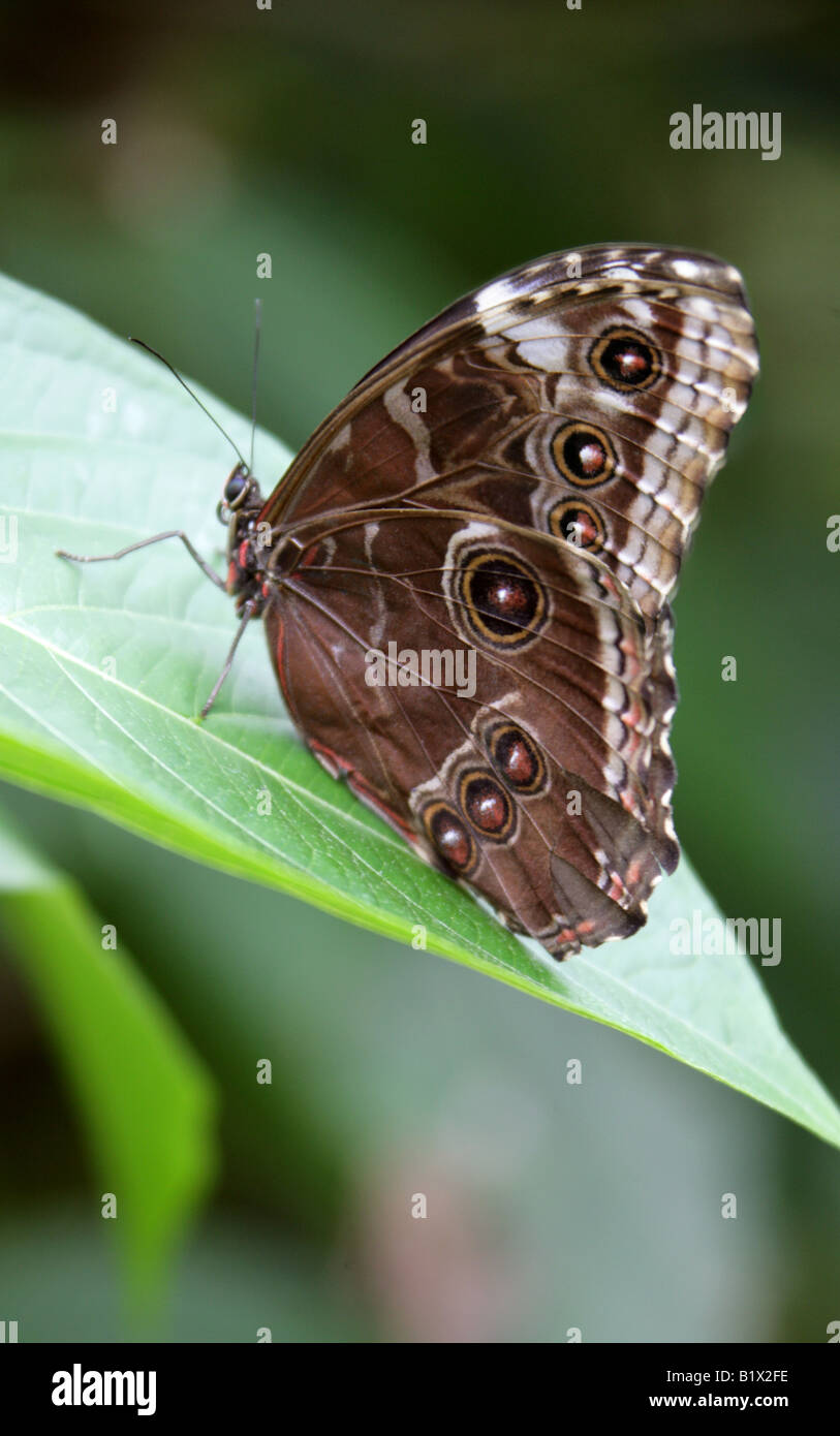 Blue Morpho Butterfly, Morpho peleides, Nymphalidae, South America Stock Photo - Alamy
