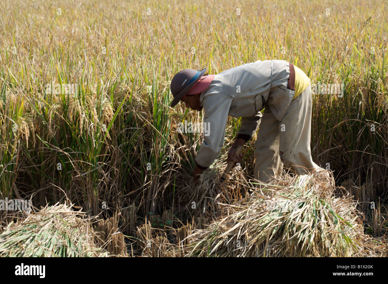 Carry rice bundles hi-res stock photography and images - Alamy