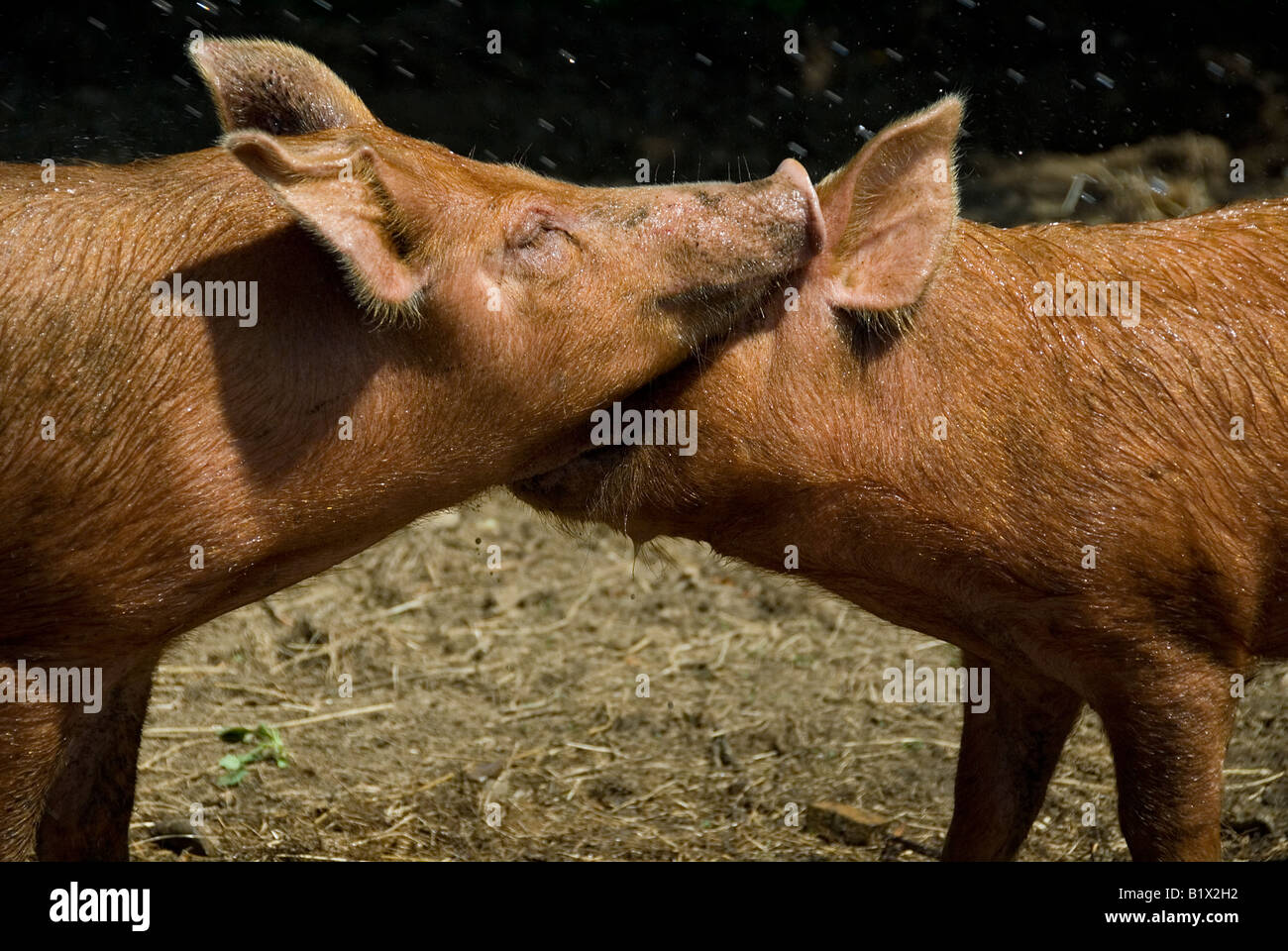 Wet pig hi-res stock photography and images - Alamy