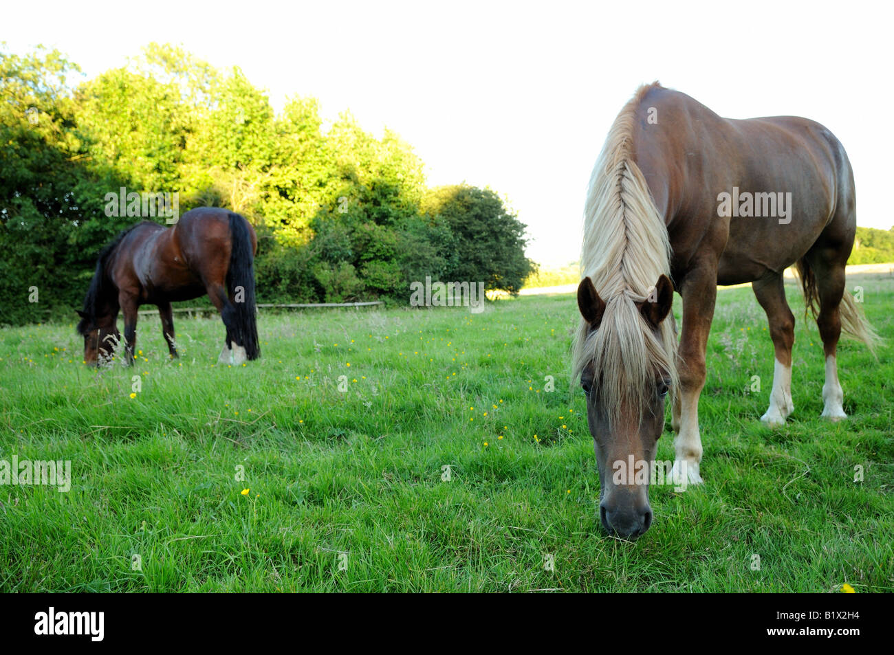 Beautiful Welsh cob horses enjoying the sunshine in the English ...