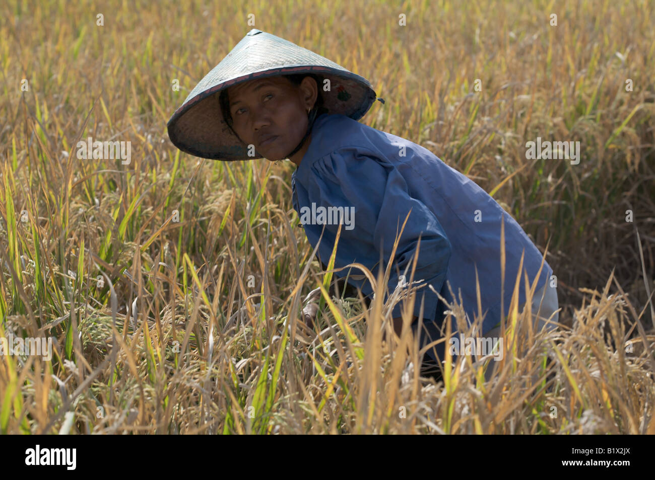 Indonesian female farmer showing a bundle of harvested rice in East ...