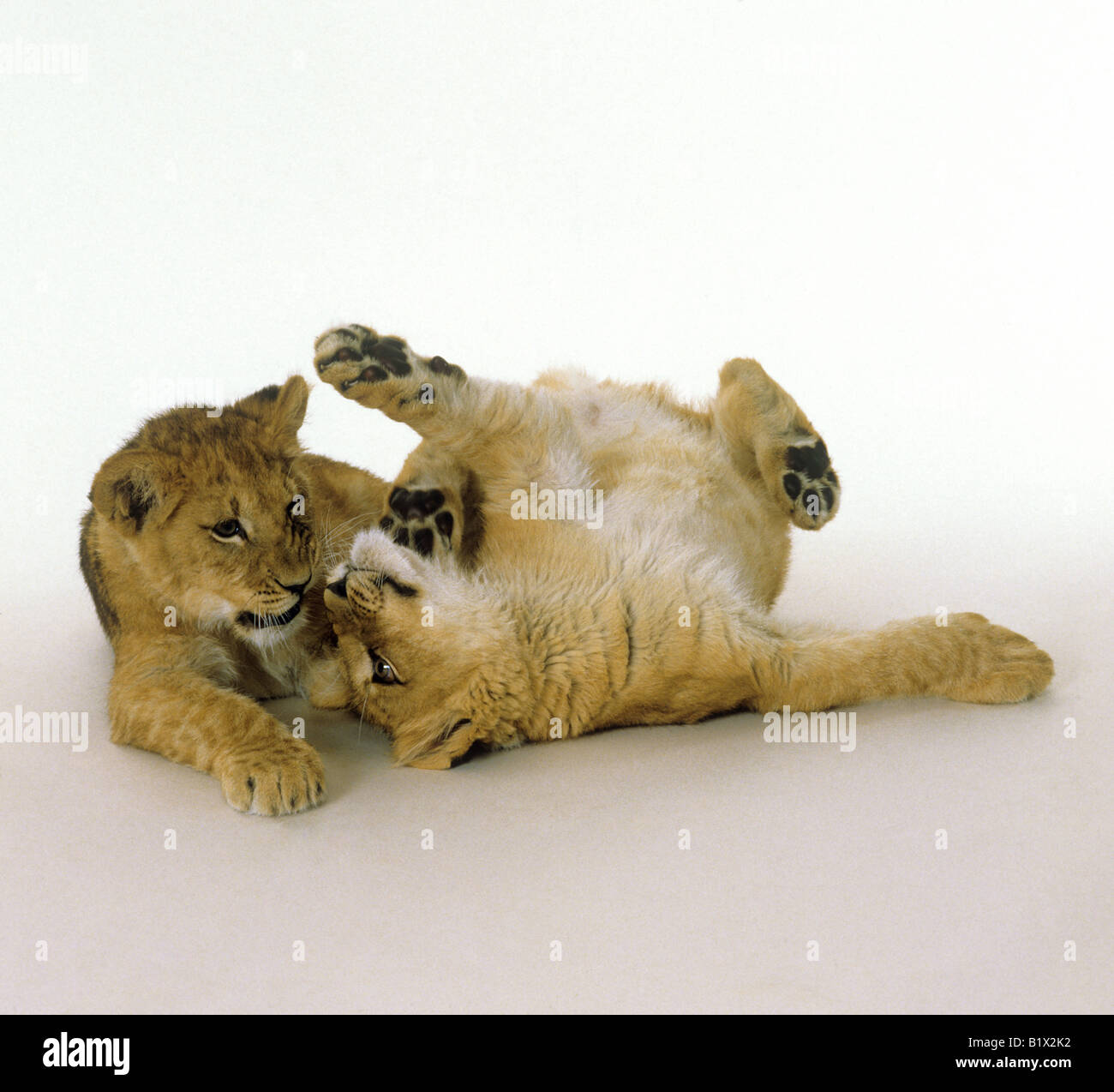 two lion cubs - playing Stock Photo - Alamy