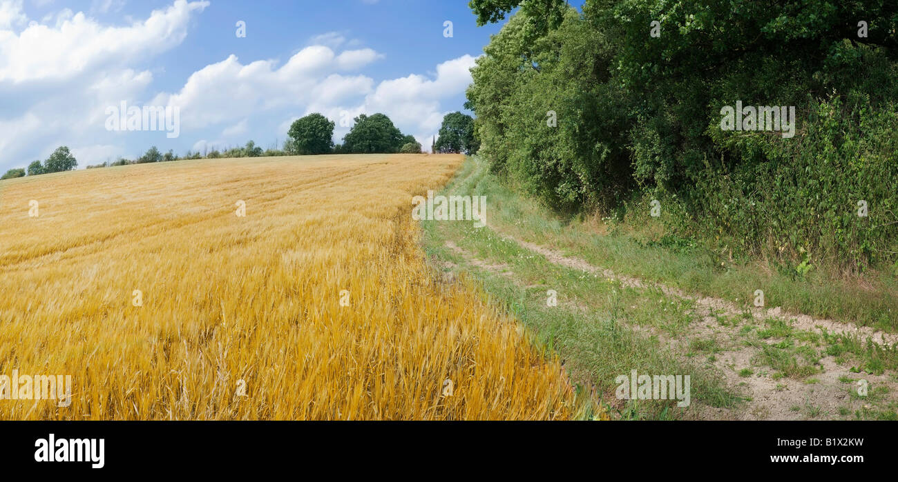 a track through fields with crops Stock Photo - Alamy