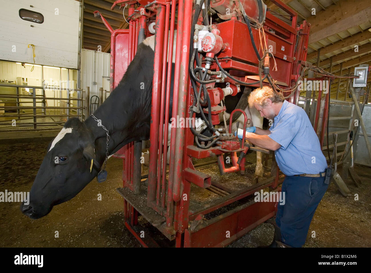 Dairy Farm Manager Works on Hoof of Cow Stock Photo - Alamy