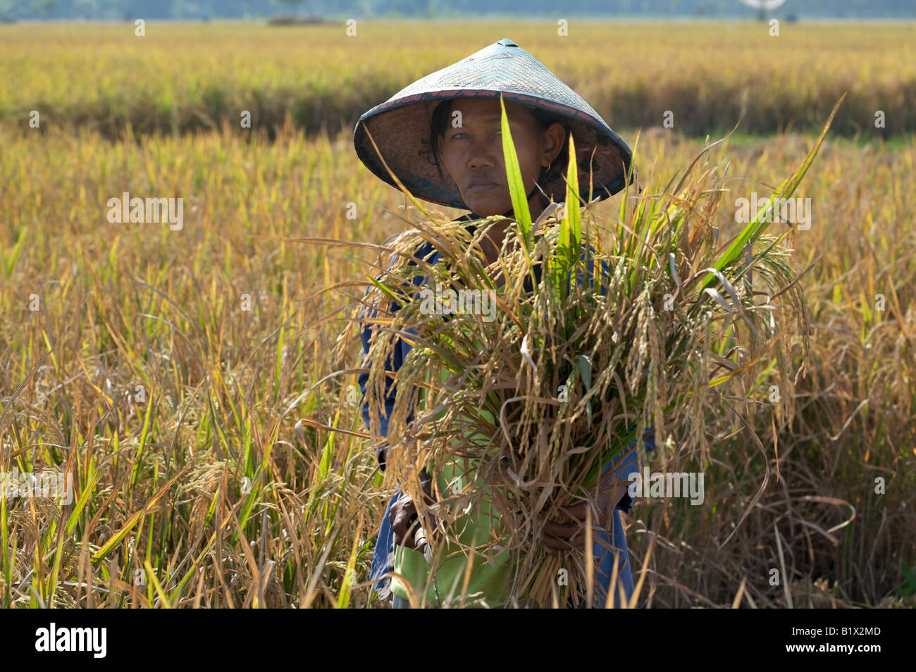 Indonesian female farmer showing a bundle of harvested rice in East ...