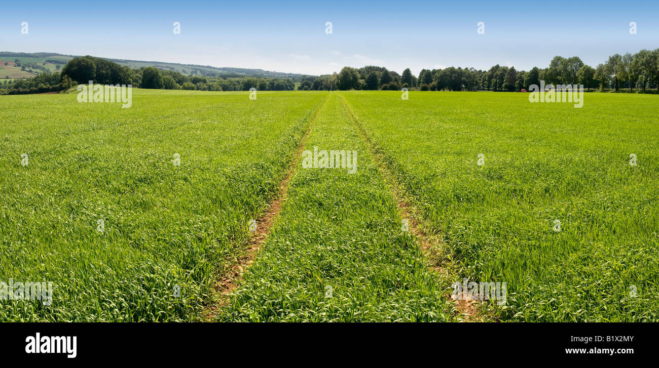 a field of crops Stock Photo - Alamy