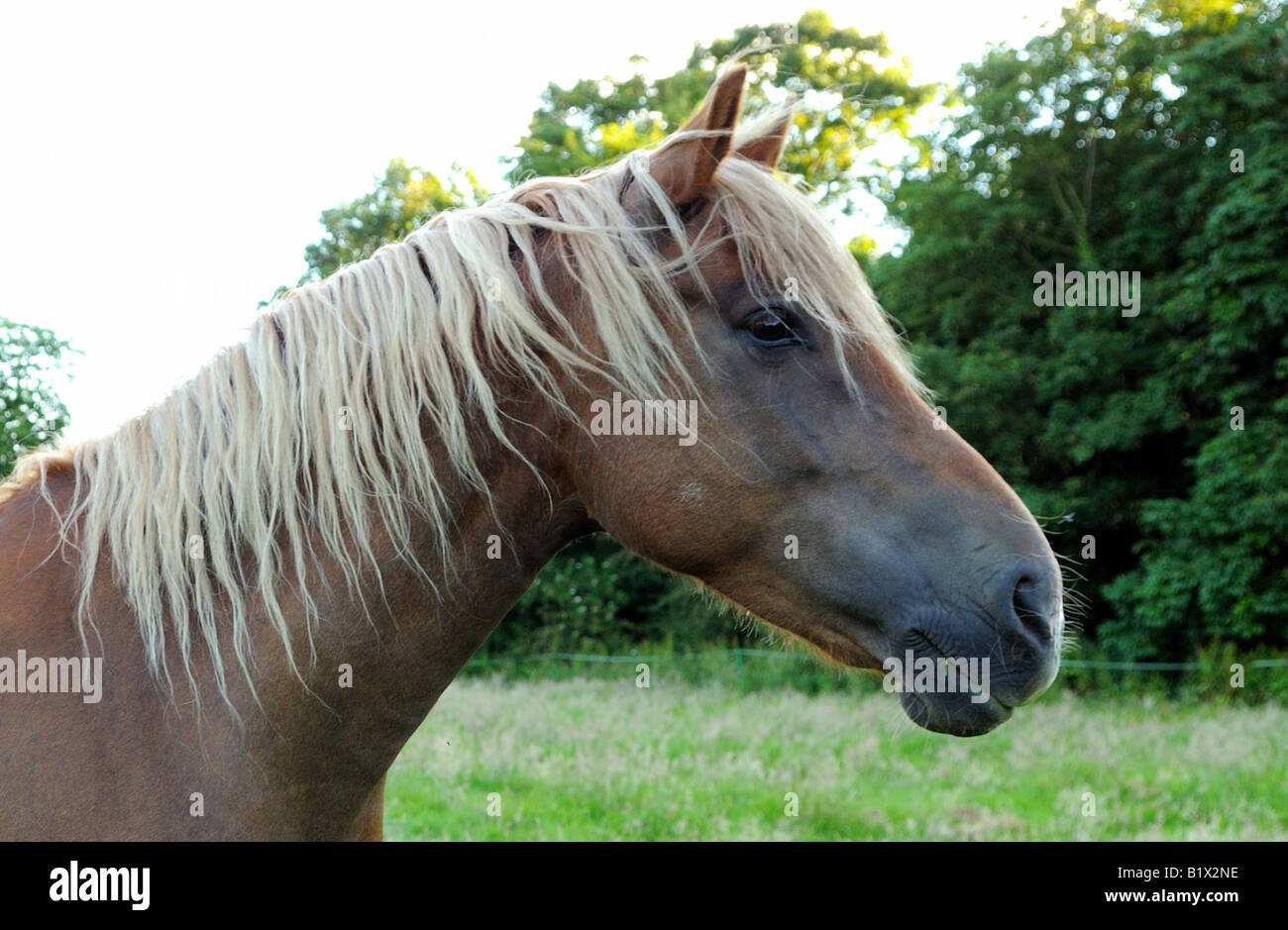 Beautiful Welsh cob horses enjoying the sunshine in the English ...
