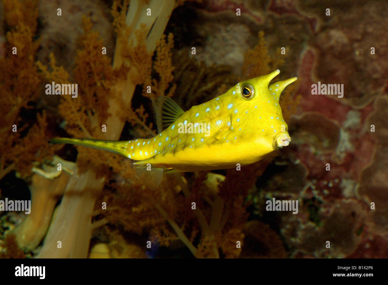 longhorn cowfish / Lactoria cornuta Stock Photo - Alamy