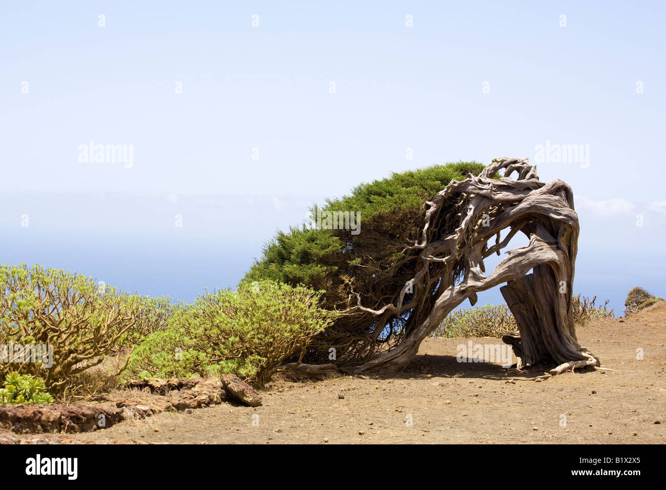famous gnarled old juniper tree bent down but not broken by the ...