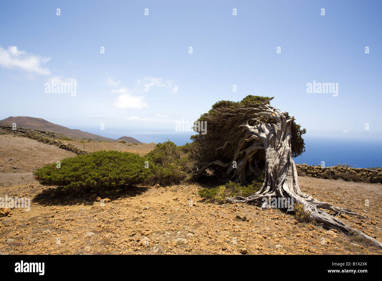 Wind gnarled hi-res stock photography and images - Alamy