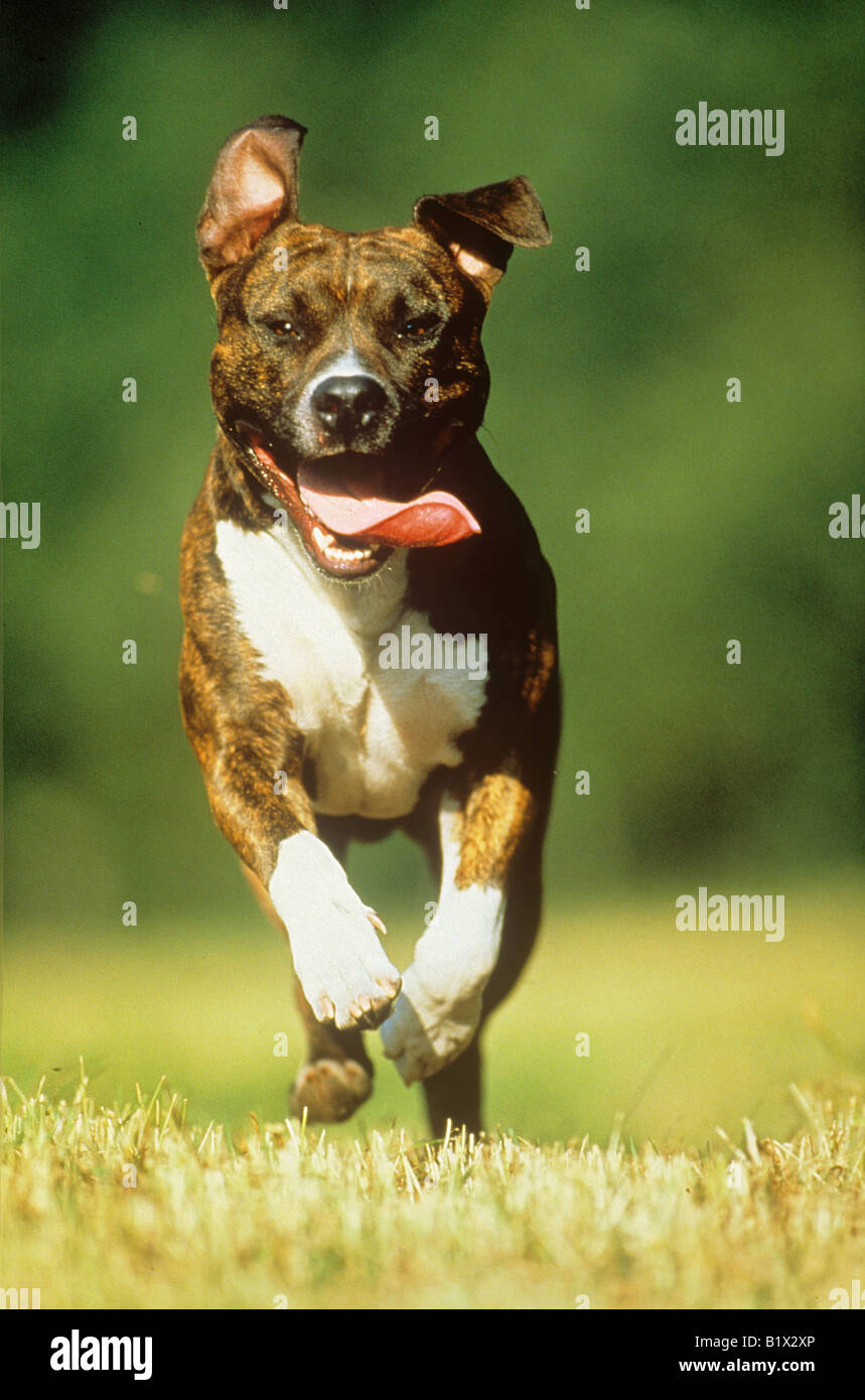 american staffordshire terrier - running Stock Photo - Alamy