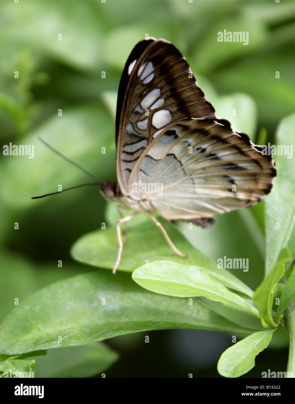 The Blue Clipper Butterfly, Parthenos sylvia lilacinus, Nymphalidae ...