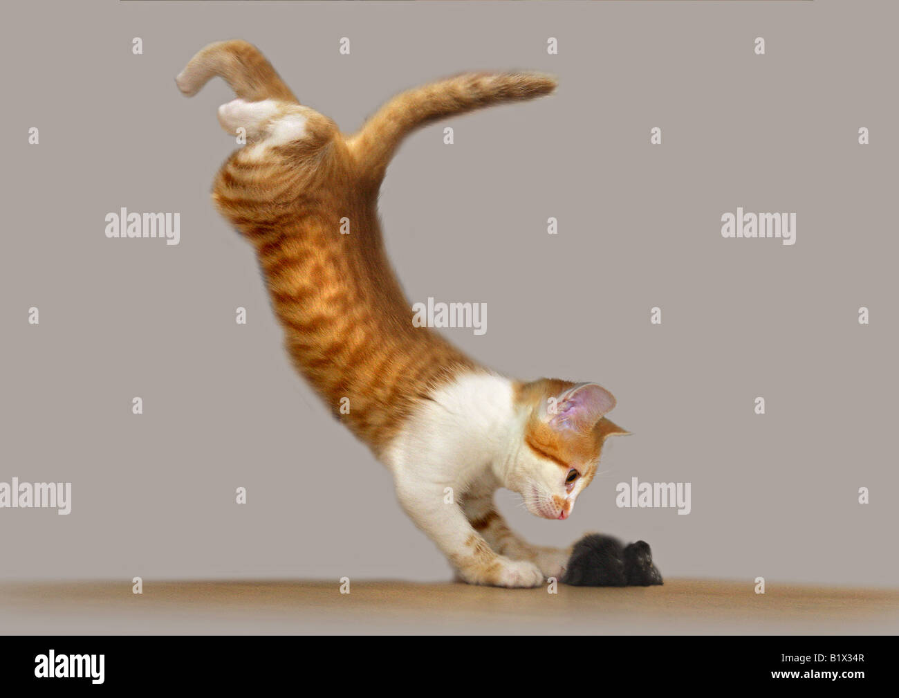 Domestic cat. Kitten playing with to mouse Stock Photo - Alamy