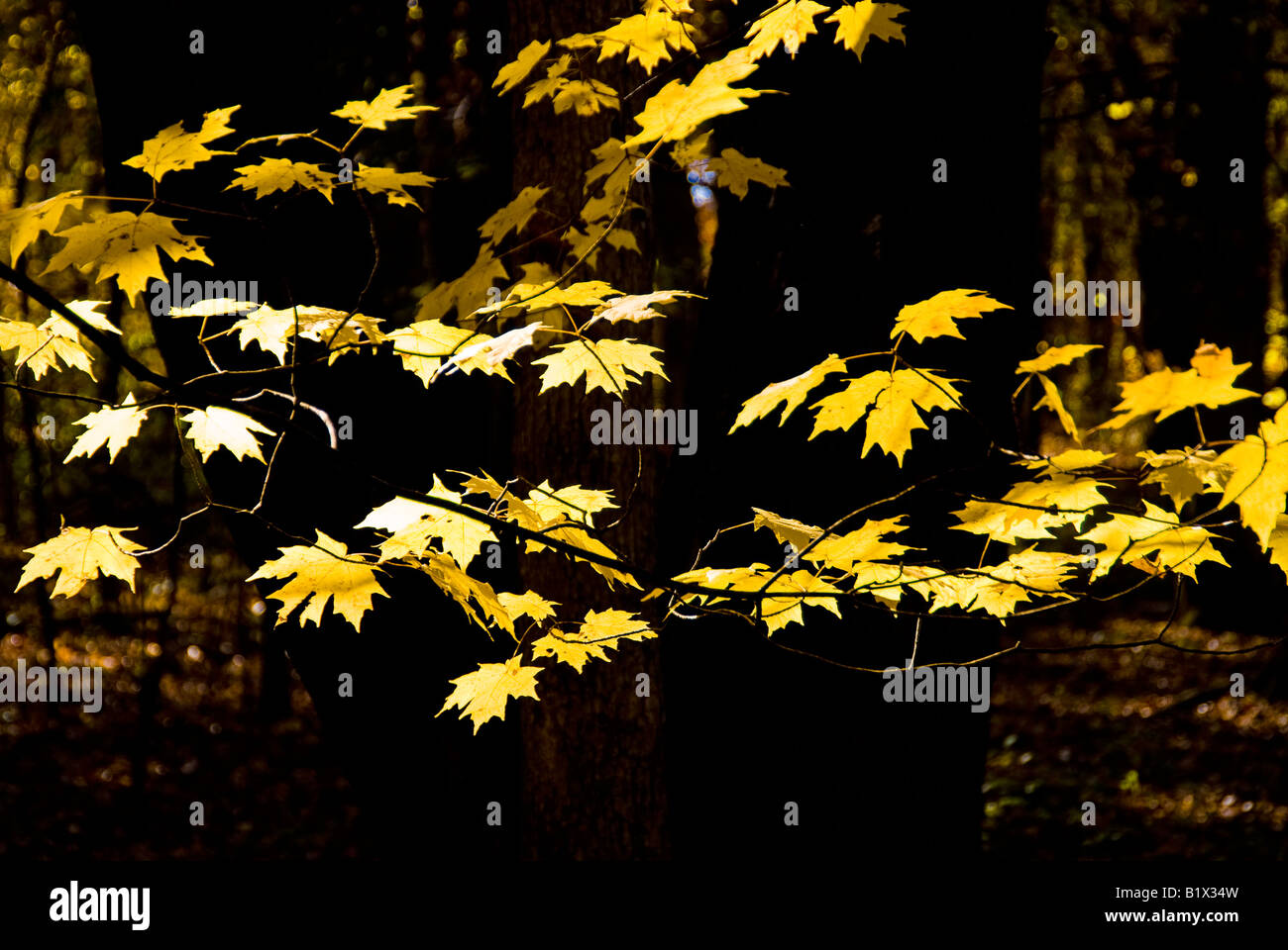 Delicate Forest Maple Stock Photo - Alamy