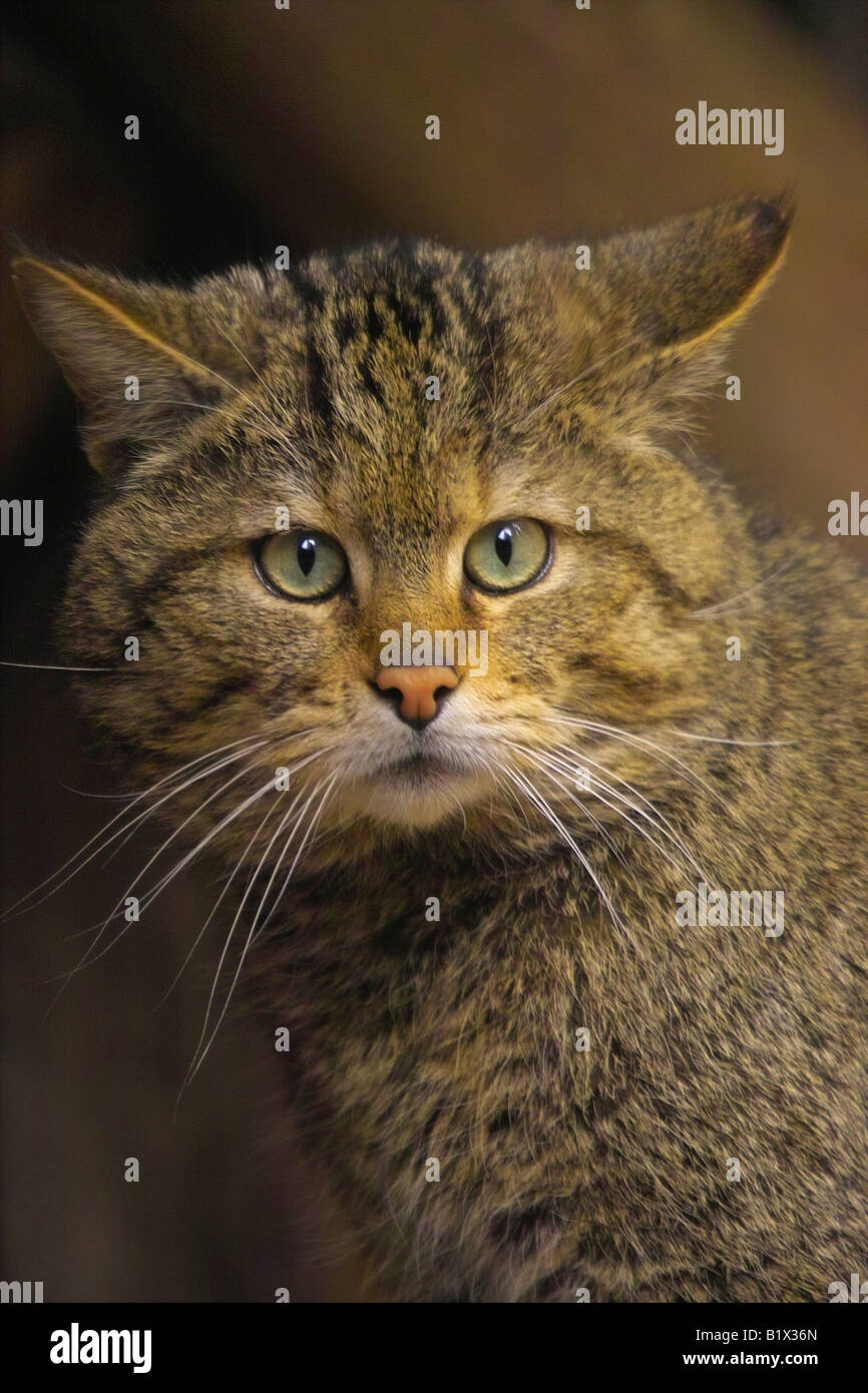 European wildcat - portrait / Felis silvestris silvestris Stock Photo ...