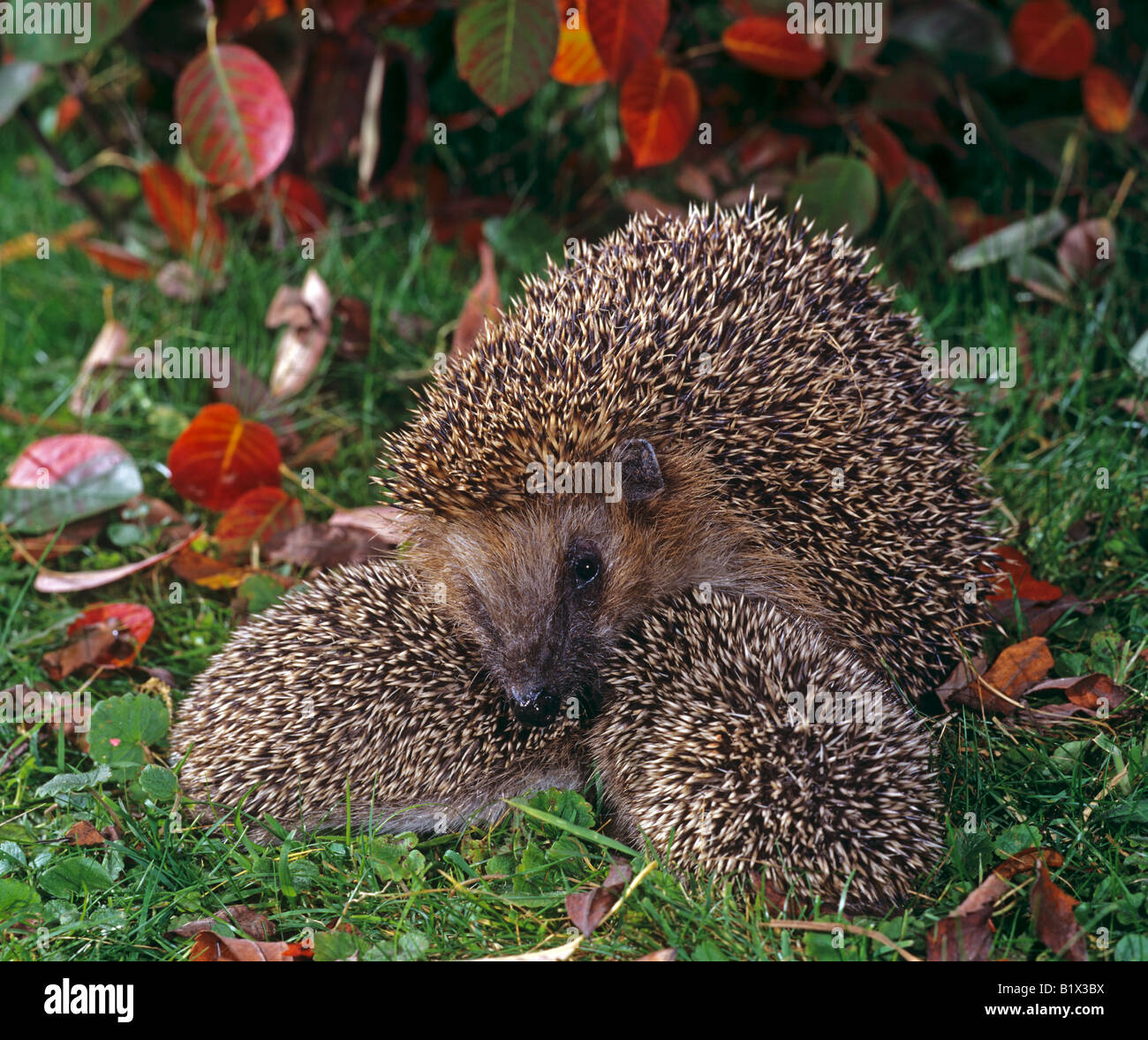 West European Hedgehog with two cubs Stock Photo - Alamy