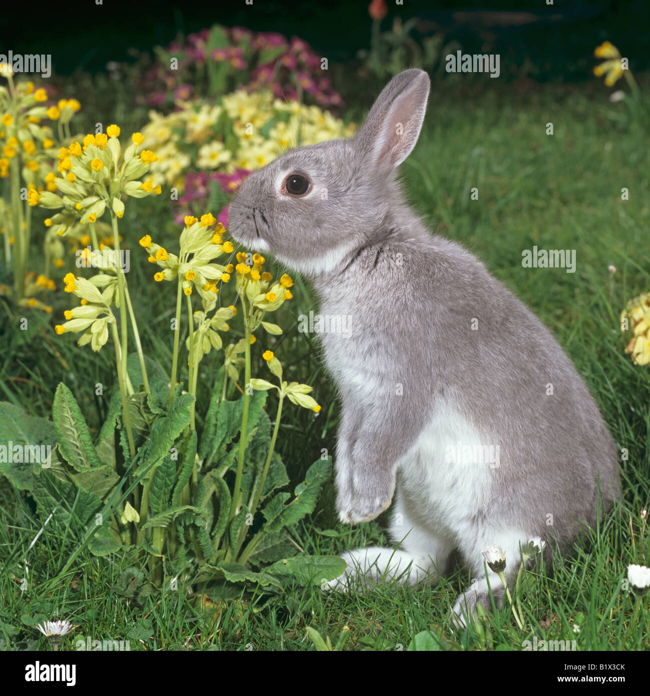 dwarf rabbit on meadow Stock Photo - Alamy