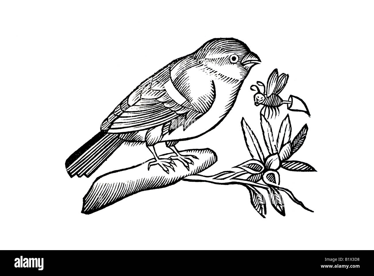 Von der Blaumeisen, Parus coeruleus, Historia Animalum, Conrad Gesner ...