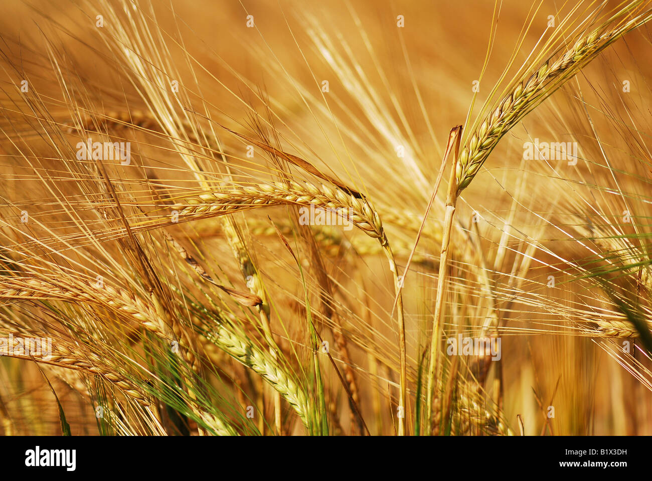 Semolina wheat plant hi-res stock photography and images - Alamy