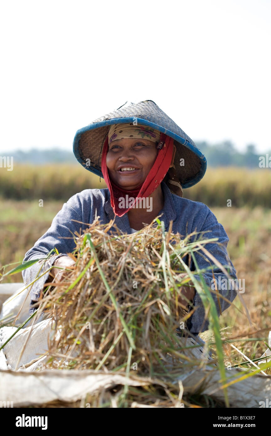 Indonesian female farmer showing a bundle of harvested rice in East ...