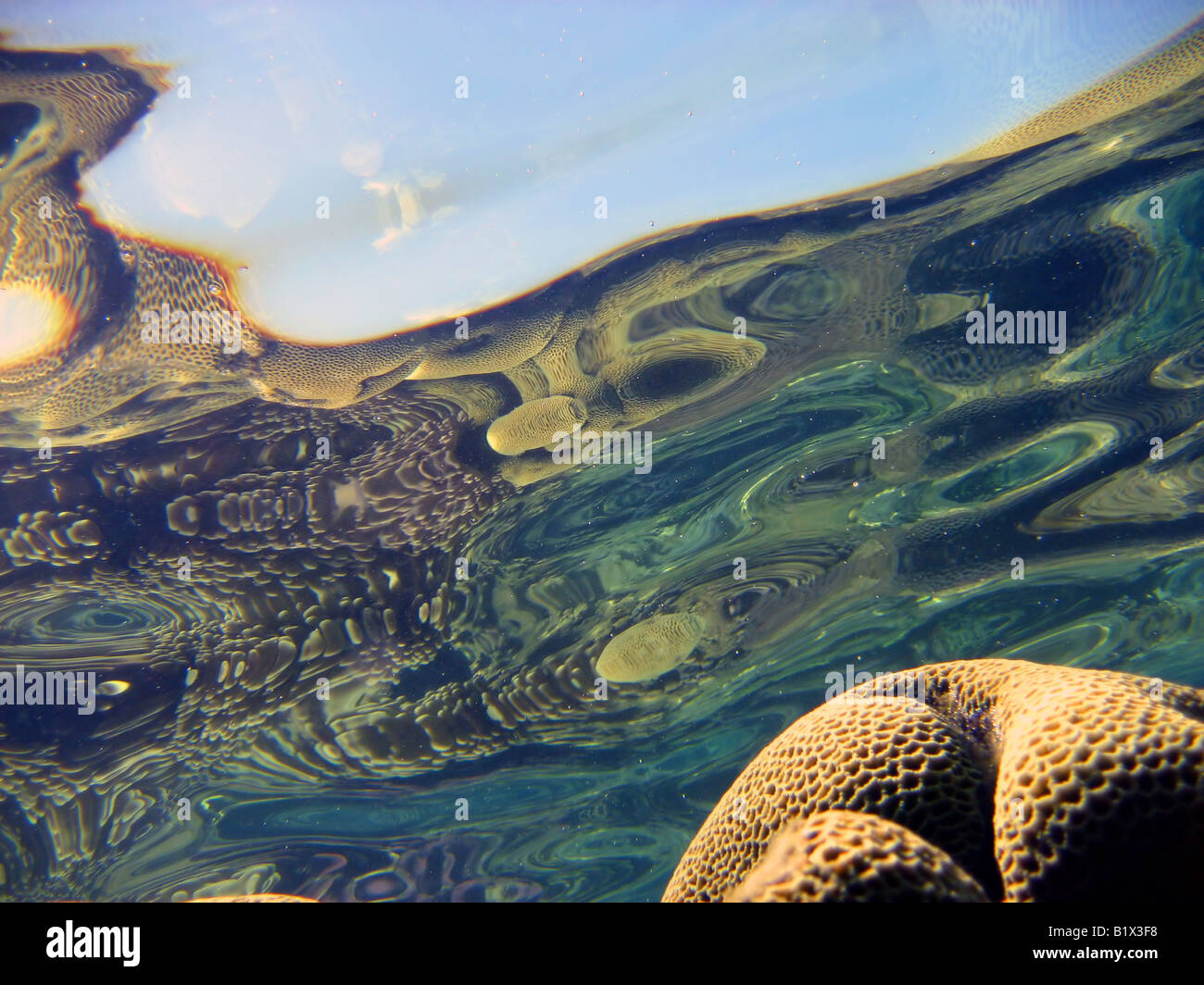 Shallow coral reef reflected in calm water surface Stock Photo - Alamy