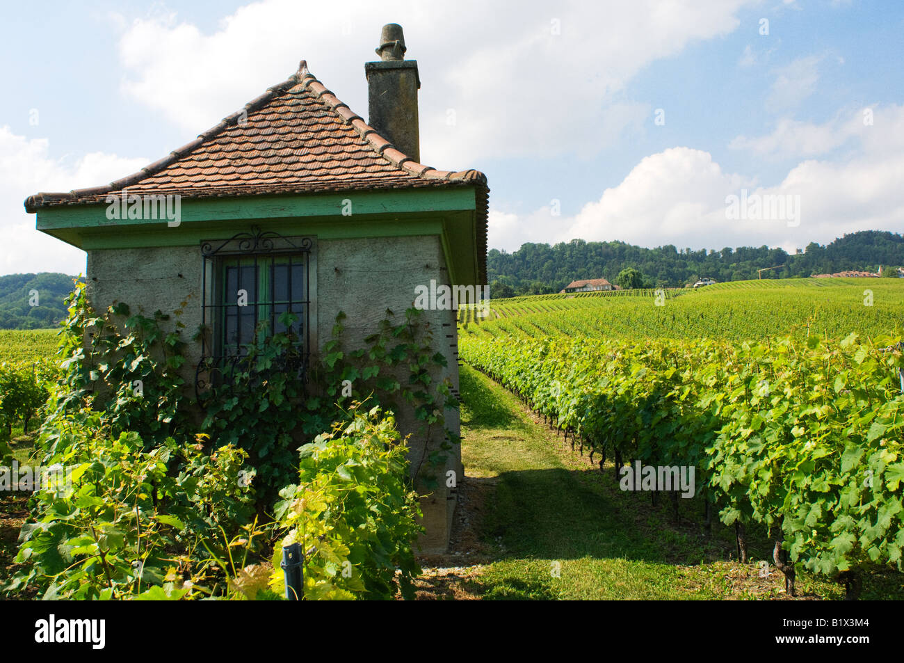 Stone hut in a lush green vineyards in the country side Stock Photo - Alamy
