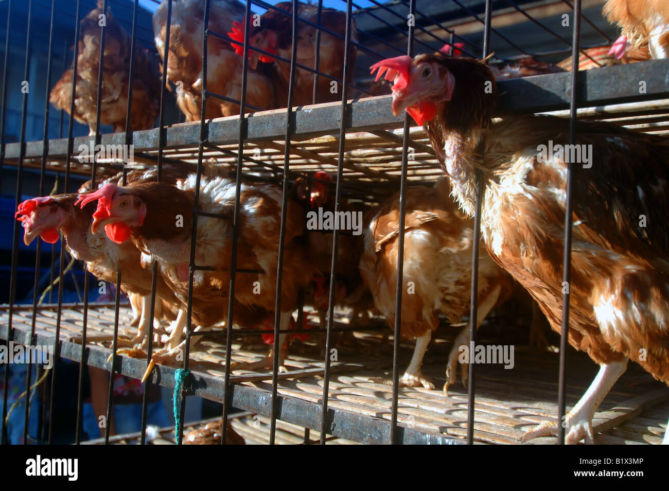Battery chickens in the market, Bali, Indonesia Stock Photo - Alamy