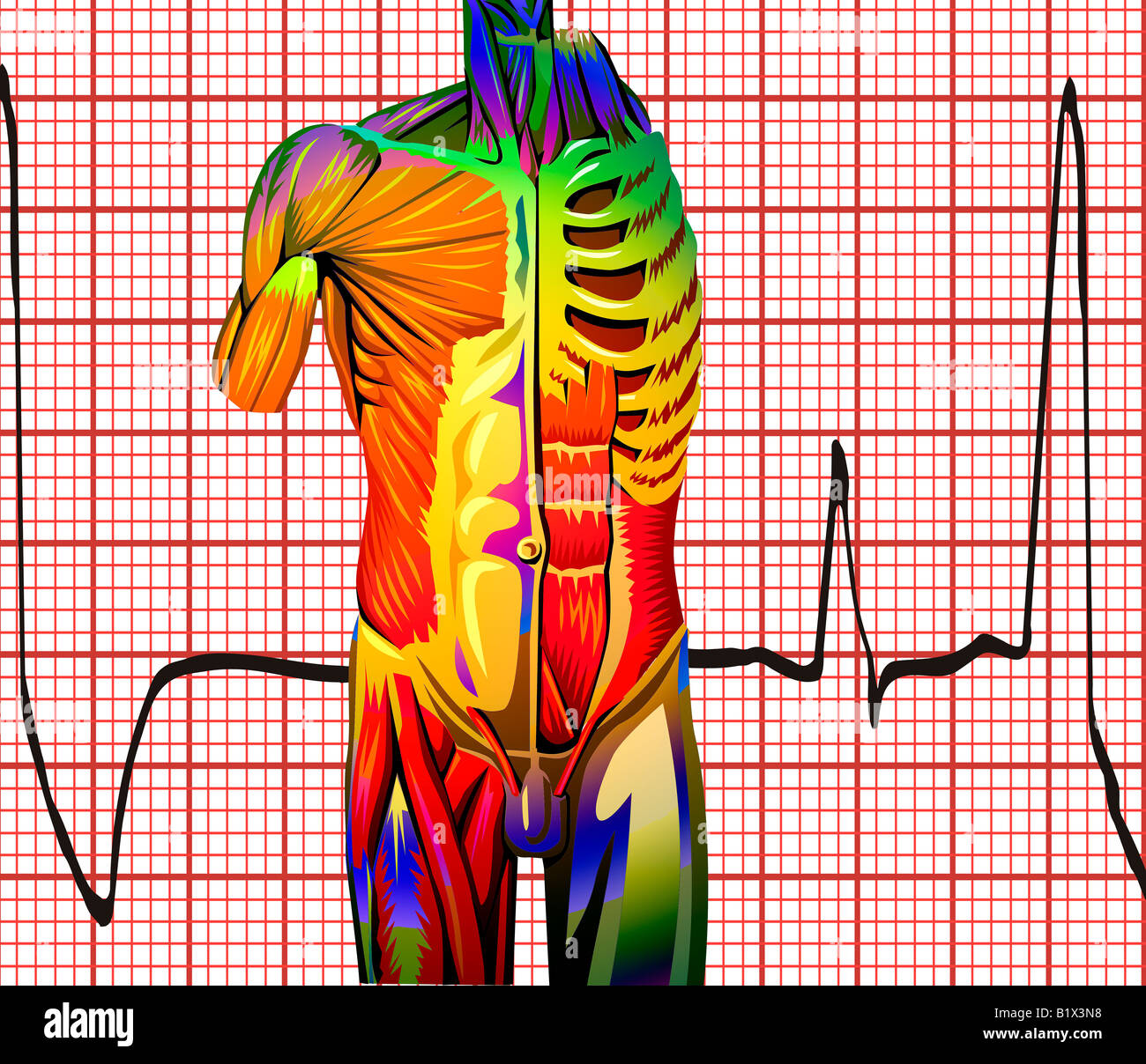 computer generated view of human body muscle system EKG background ...