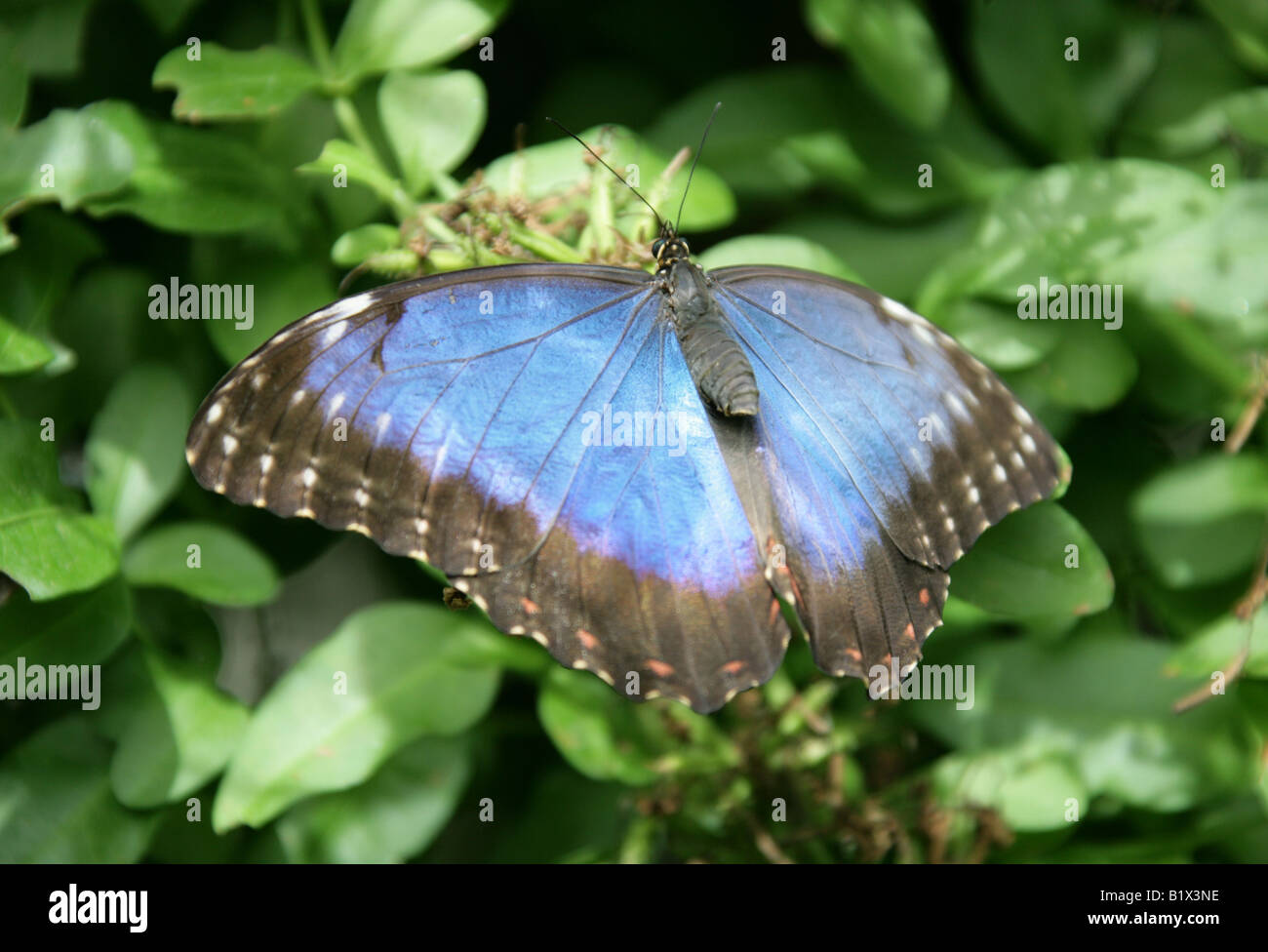 Blue Morpho Butterfly Wing High Resolution Stock Photography and Images ...