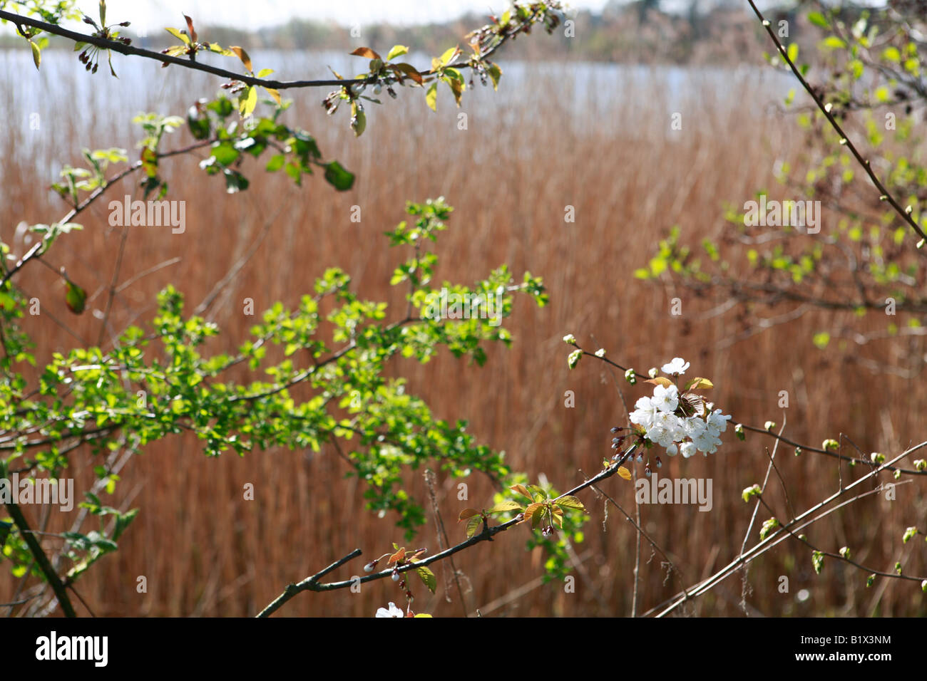 Dead reed leaves hi-res stock photography and images - Alamy