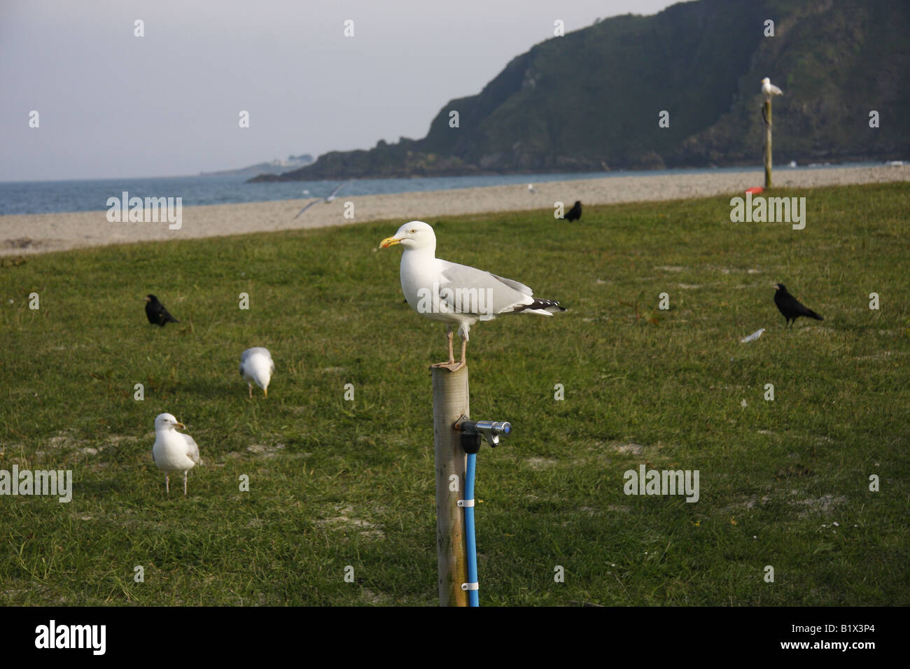 tap dancing seagull Stock Photo - Alamy