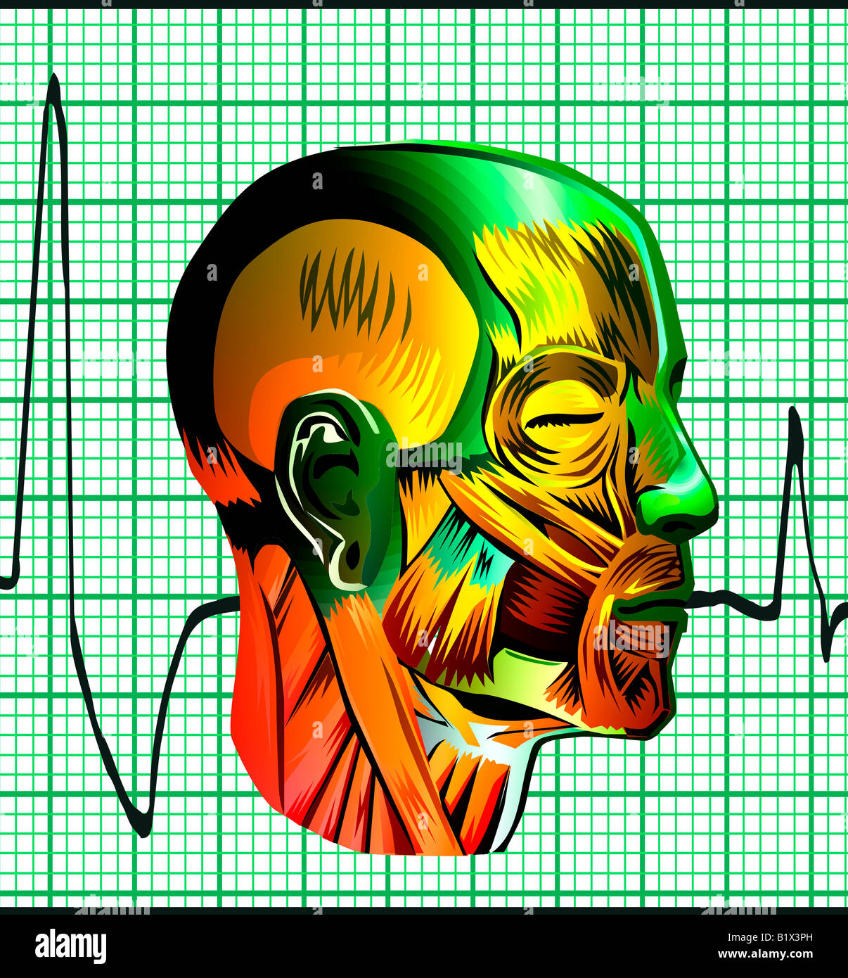 computer generated view of head and neck muscles EKG background Stock ...