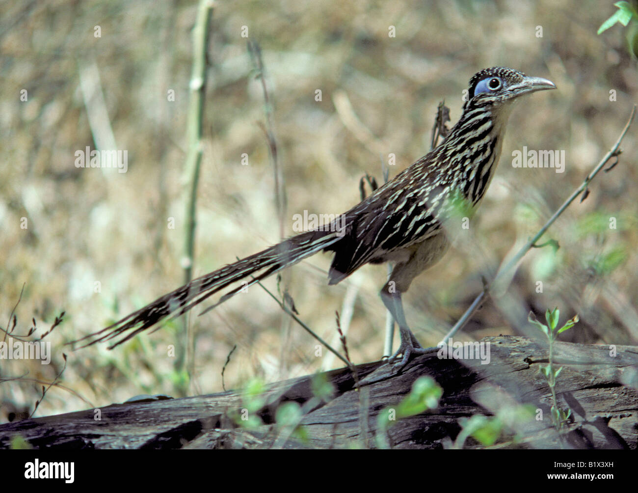 Roadrunner flying hi-res stock photography and images - Alamy