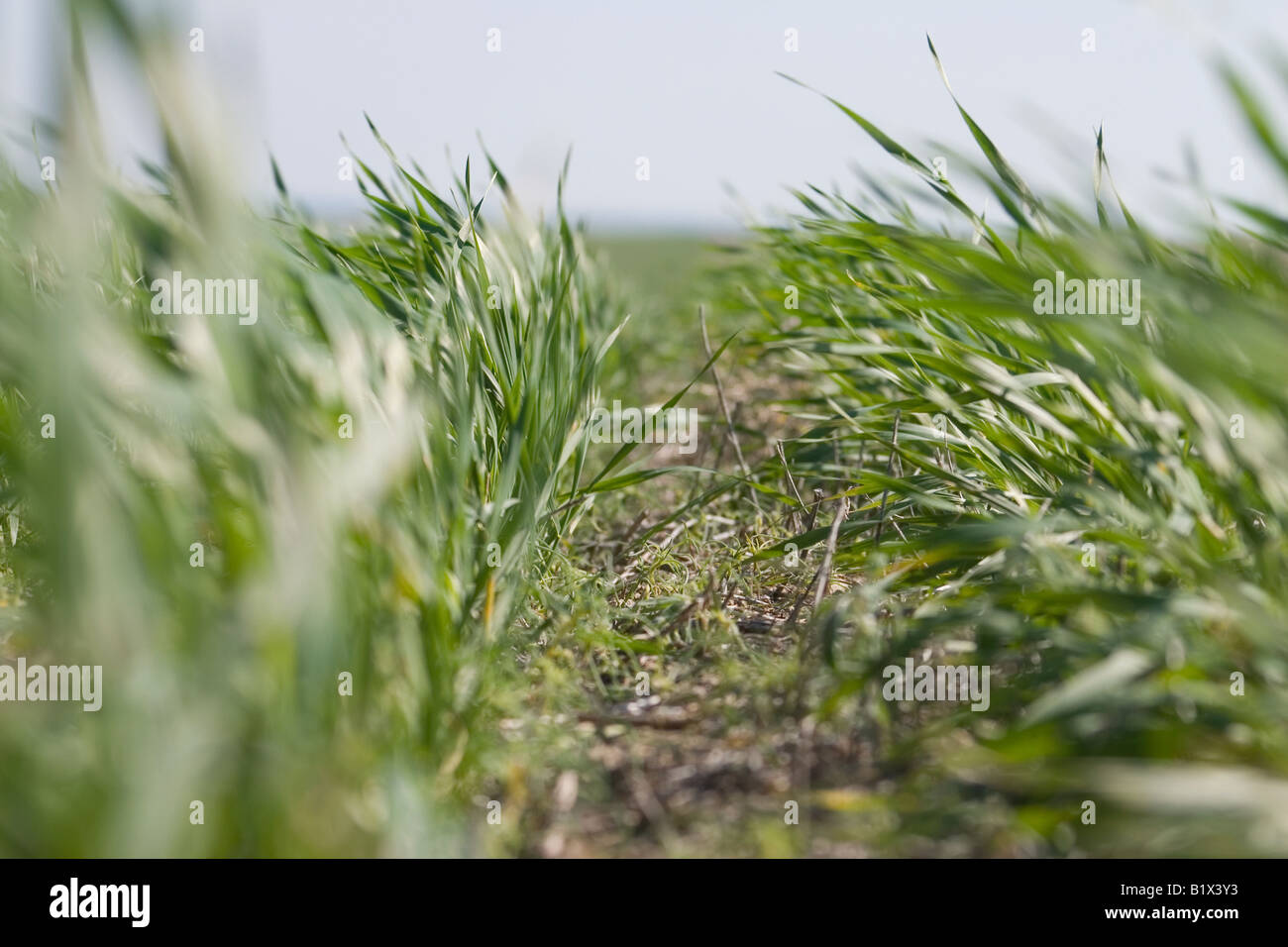 Field green wheat rows close hi-res stock photography and images - Alamy