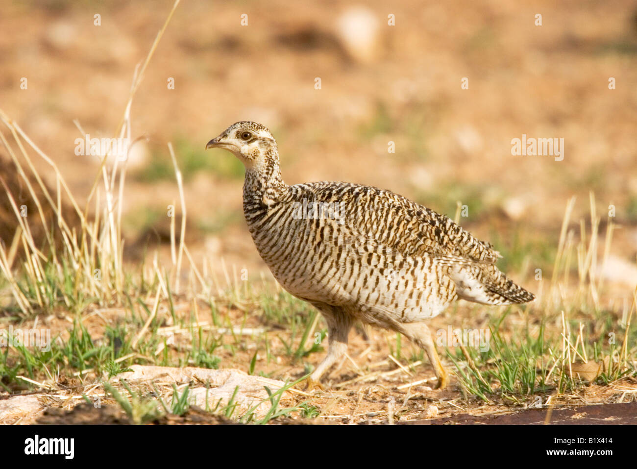 Lesser Prairie Chicken Tympanuchus pallidicinctus Milnesand New Mexico ...