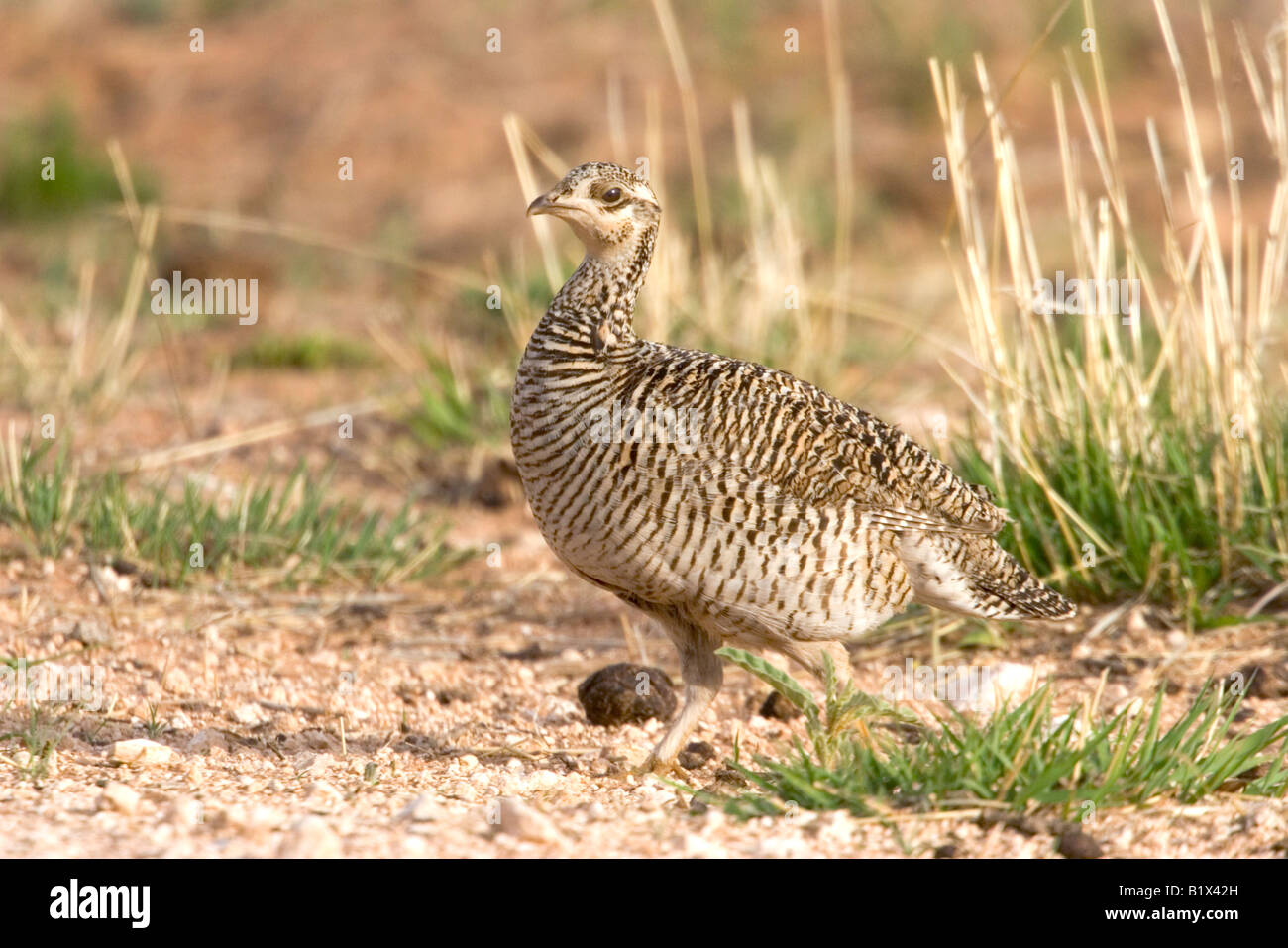 Lesser Prairie Chicken Tympanuchus pallidicinctus Milnesand New Mexico ...