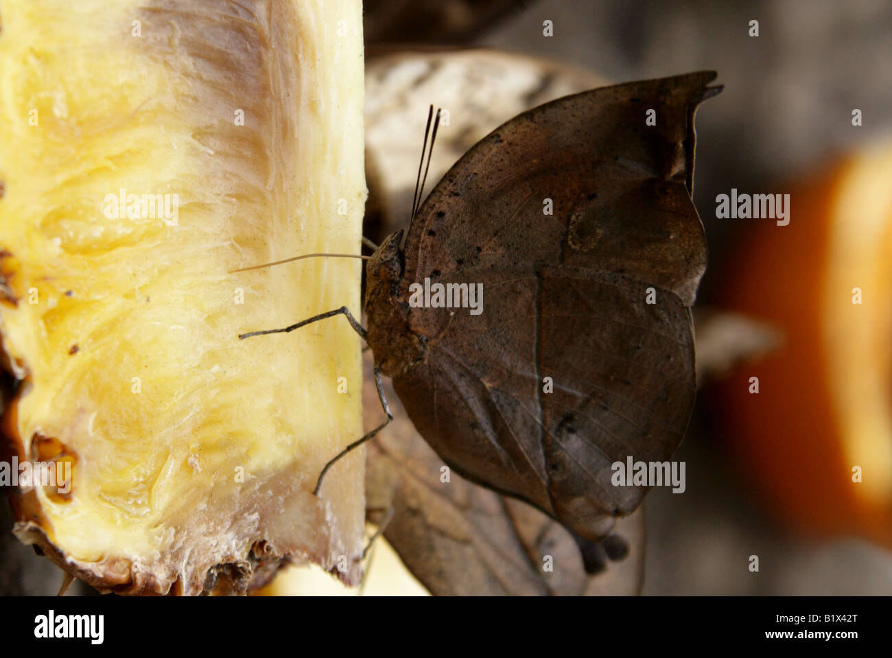 Kallima Butterfly High Resolution Stock Photography and Images - Alamy